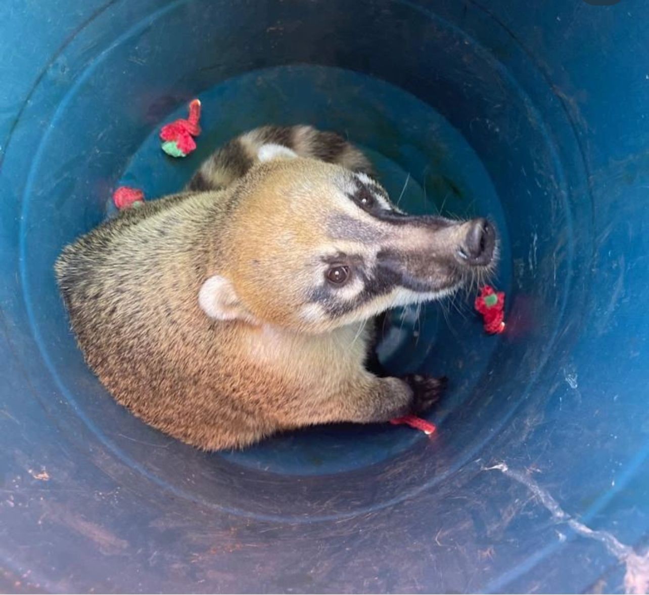 Visita inesperada: quati é encontrado em galinheiro e resgatado pelo ...