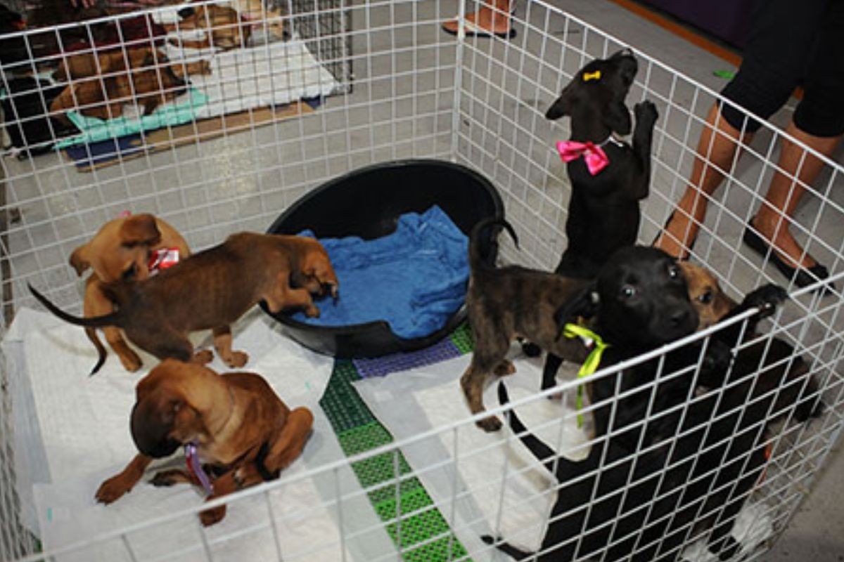 Banco de ração, produtos e acessórios para animais é criado em Praia ...