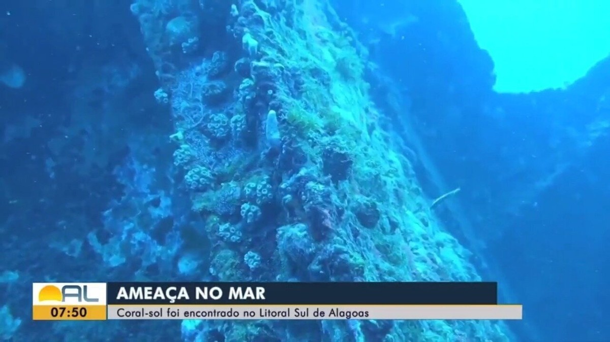 Entenda por que a invasão do coral-sol é uma ameaça à diversidade ...