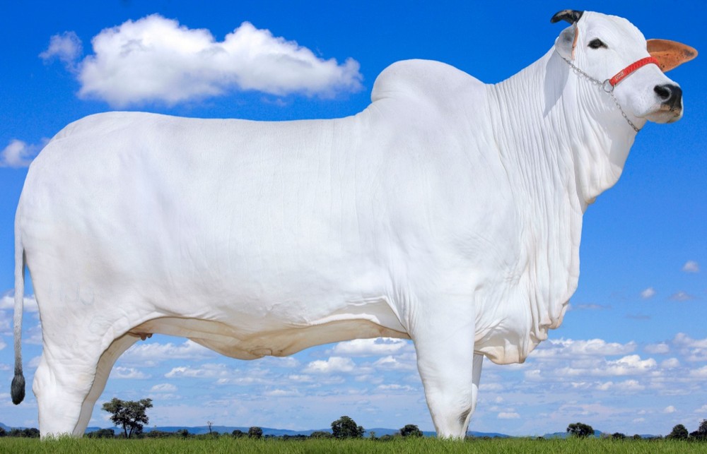 Cinco vacas mais caras do Brasil valem juntas quase R$ 55 milhões; veja ...