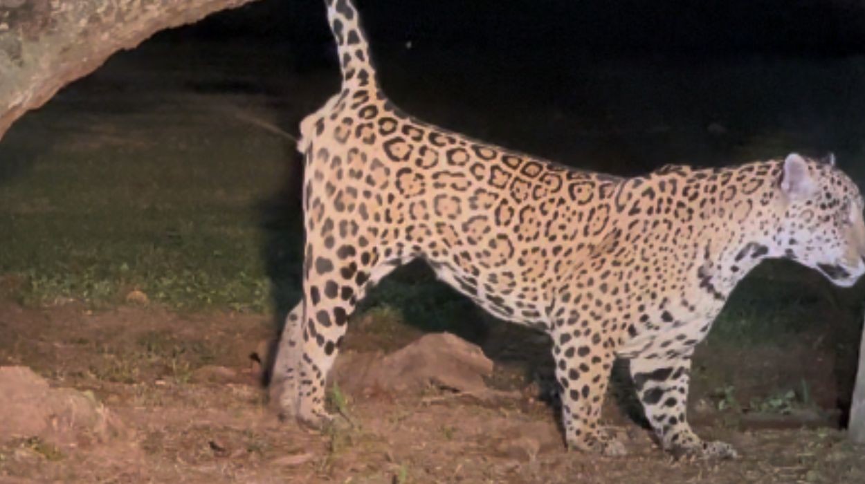 Onça-pintada é flagrada “esguichando” urina em árvore no Pantanal | G1