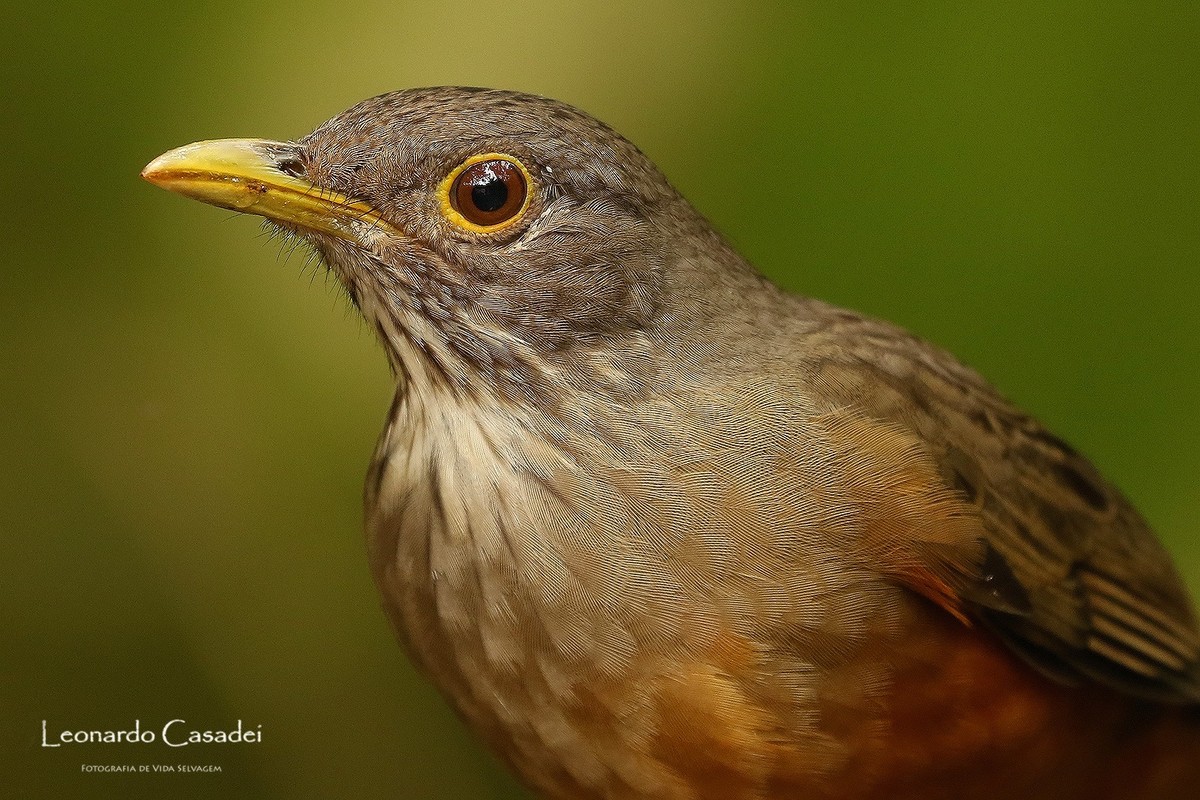 Você sabia que o sabiá sabia assobiar? | Terra da Gente | G1