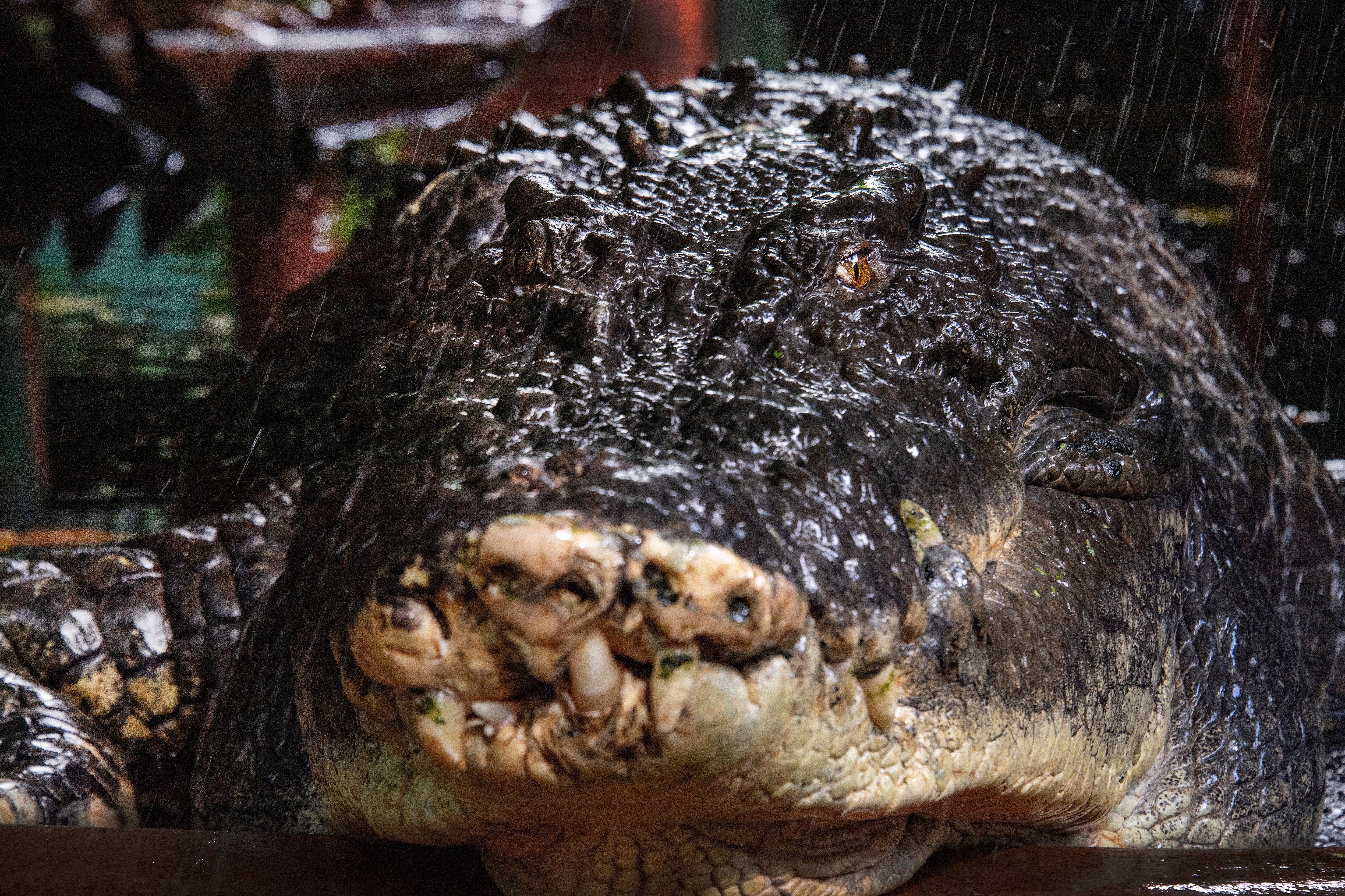Maior crocodilo em cativeiro do mundo morre na Austrália | G1
