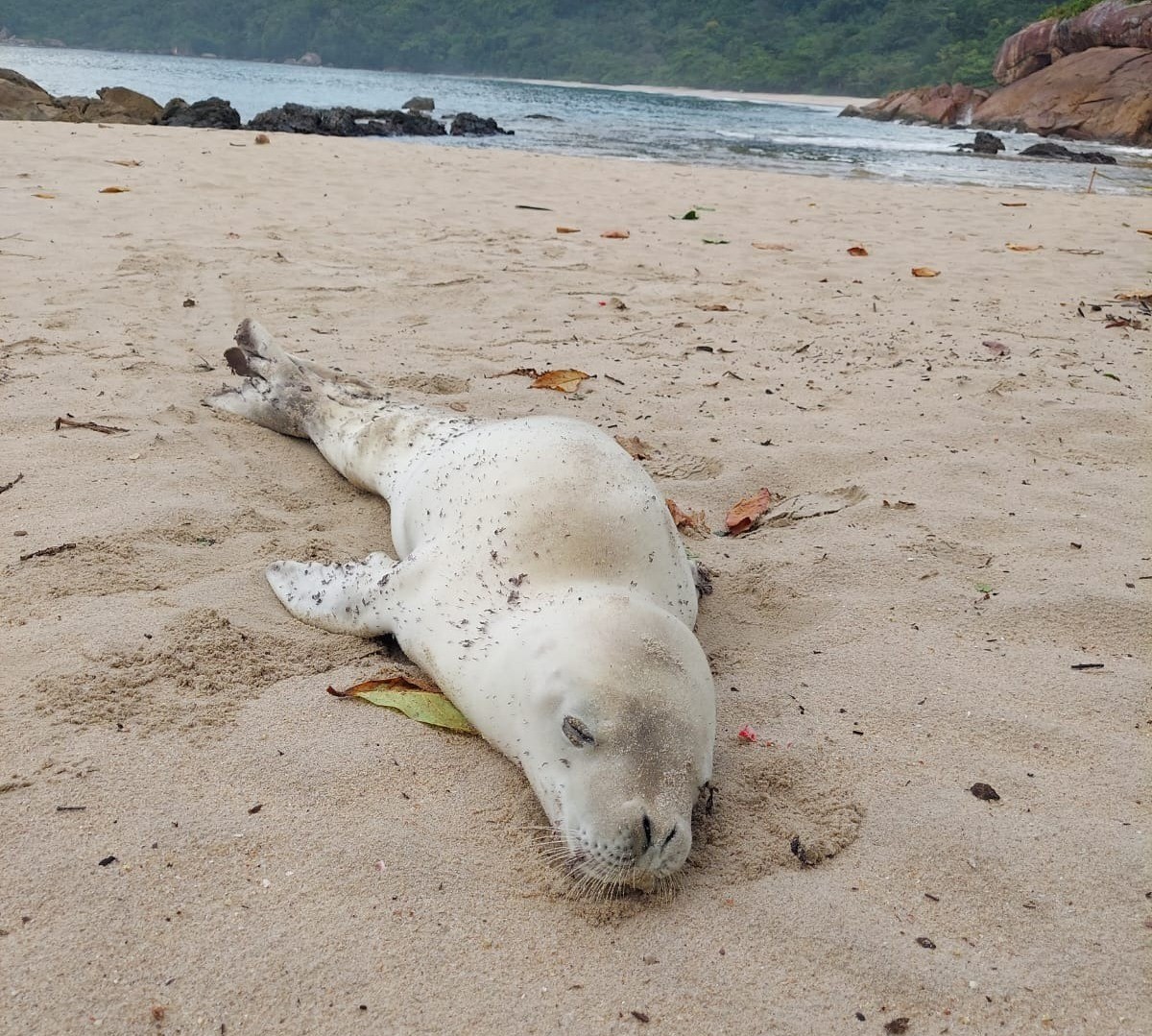 Foca é encontrada encalhada em Paraty; veja vídeo | Sul do Rio e Costa ...
