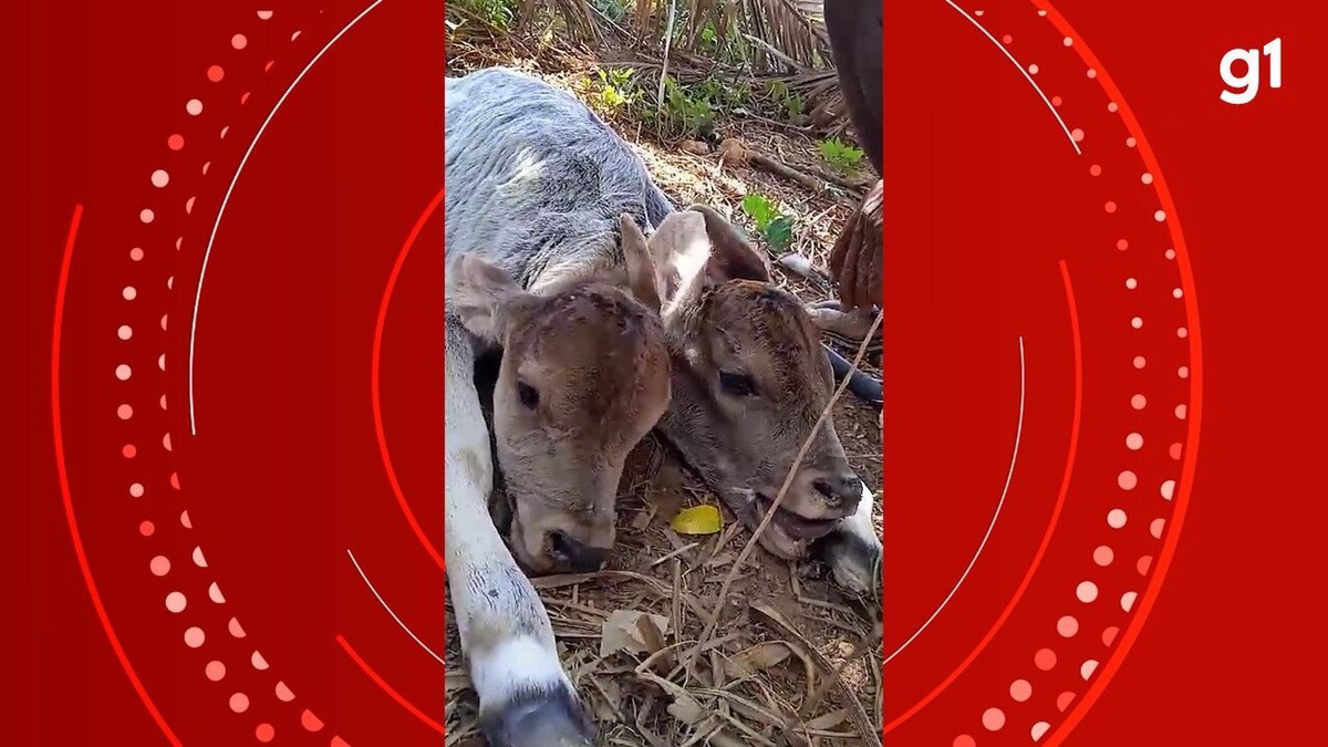 Bezerra nasce com duas cabeças na Bahia; veja vídeo | Bahia | G1