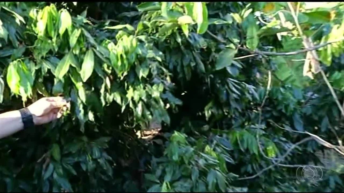 Biólogo faz pomar no quintal de casa com mais de 100 espécies ...