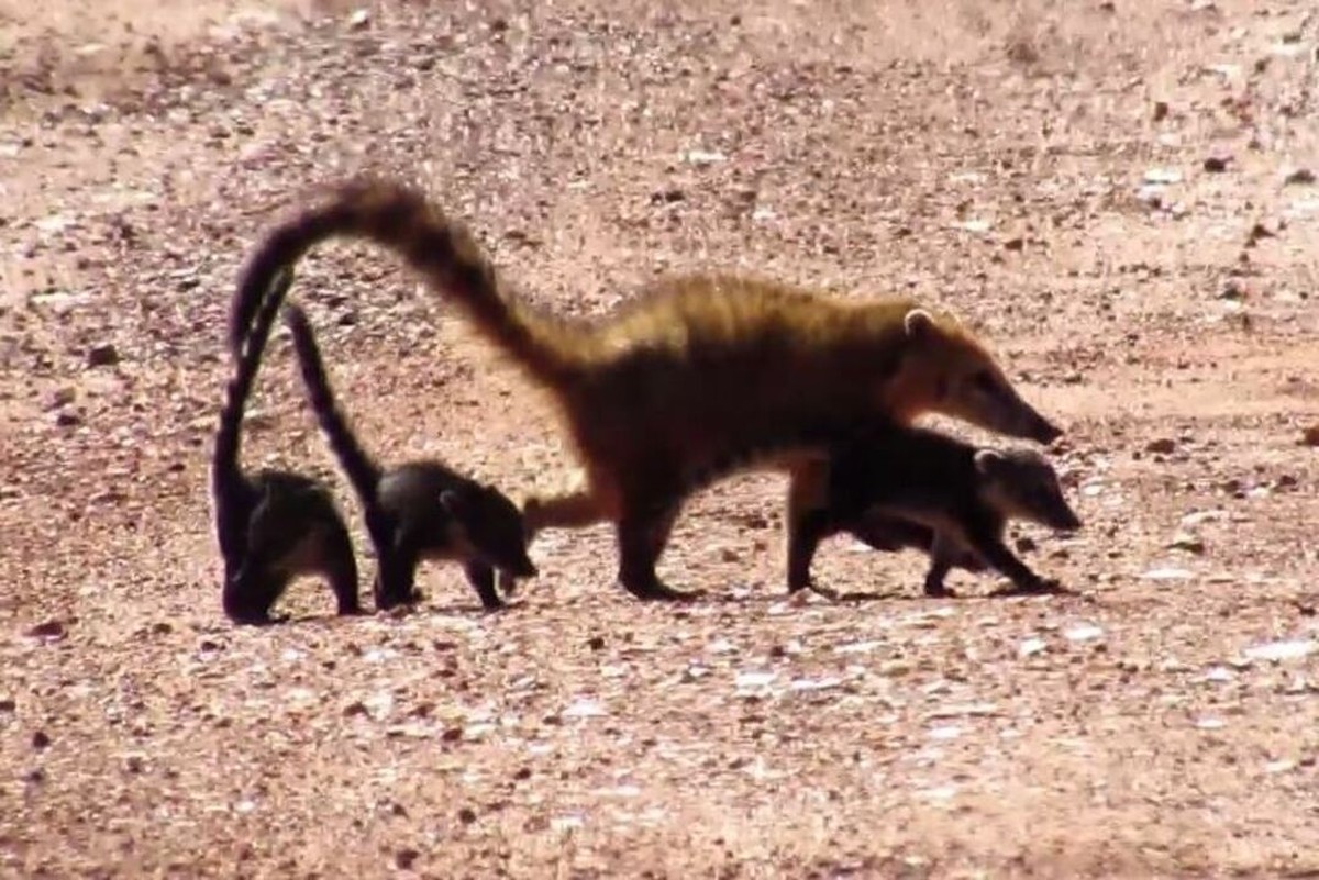 Quatis com filhotes são flagrados em estrada no Pantanal | Terra da ...