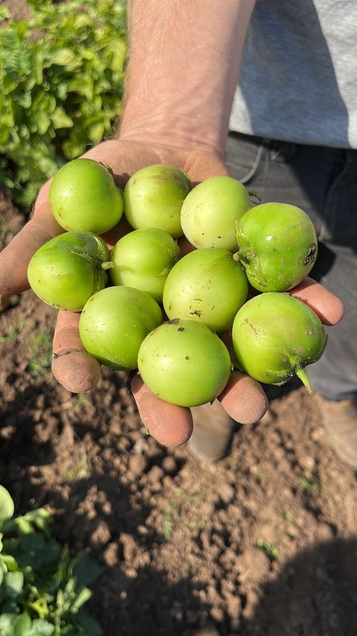Fruta De Planta De Batata Cuáles Son Las Frutas Y Verduras De