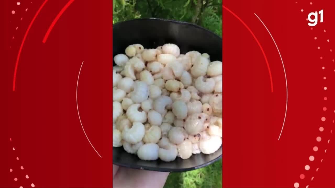 Você já comeu bicho-do-coco? Conheça a experiência de degustar insetos ...