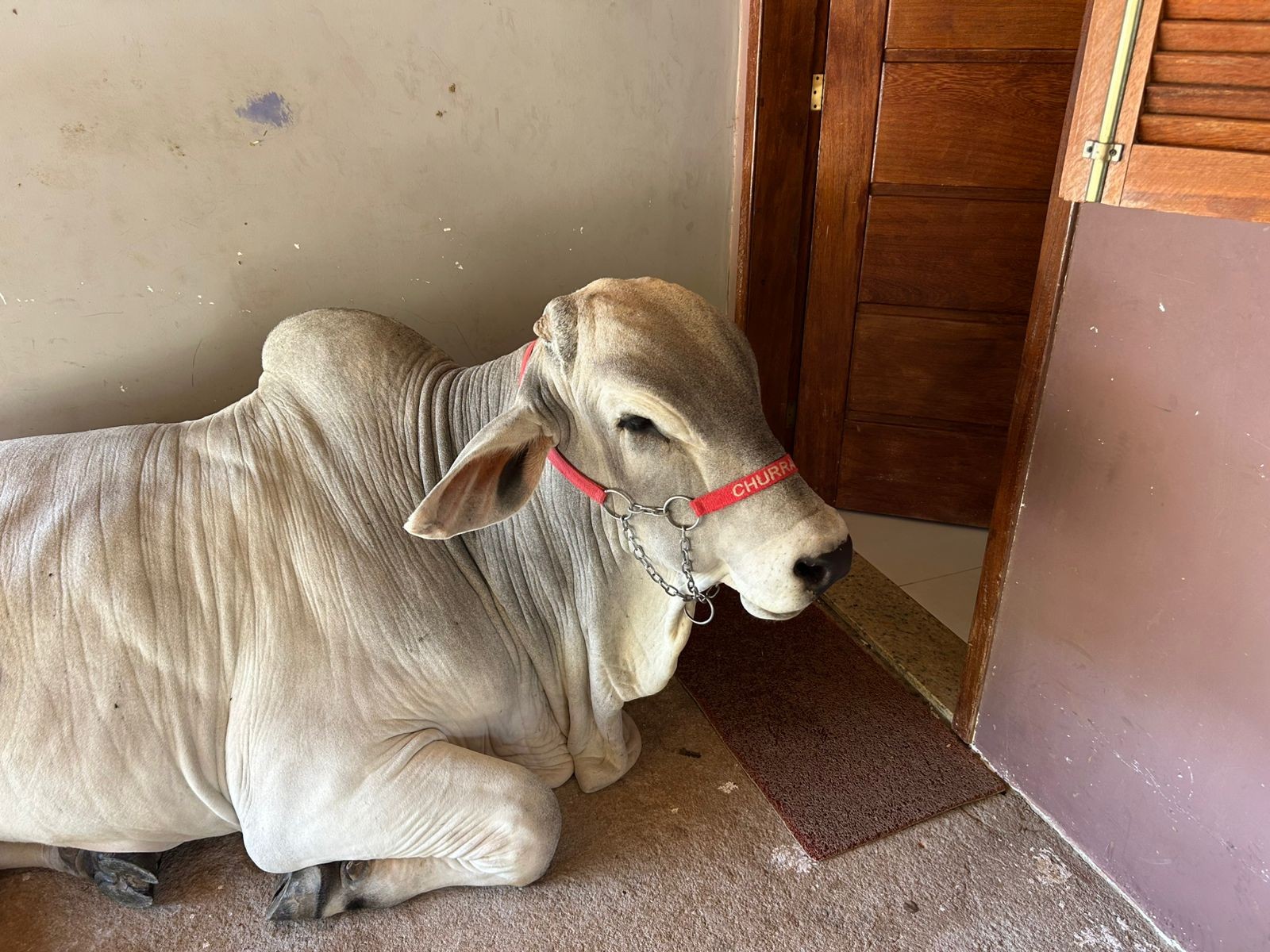 Conheça o 'Churrasco', boi influencer que é criado como animal de ...