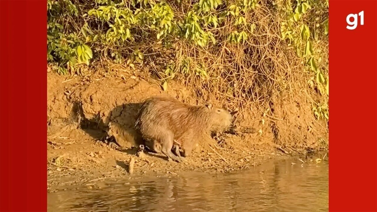 Mutilada por caçadores, capivara reaprende a viver com apenas três ...