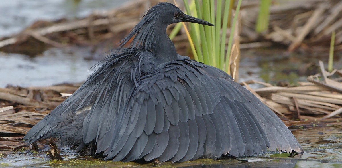 Garça-negra? Conheça a ave africana que faz ‘guarda-chuva’ com as asas ...