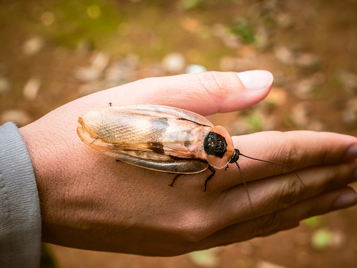 Museu do Instituto Biológico, na Zona Sul de SP, reabre zoológico de ...
