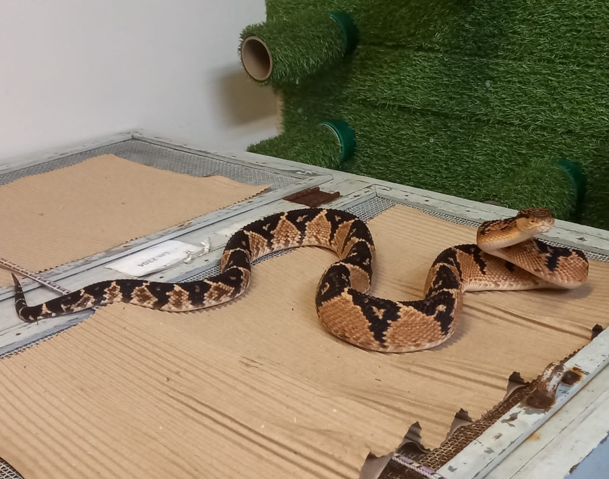 Homem é mordido por surucucu, espécie considerada a maior cobra ...