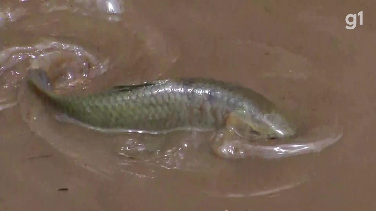 Peixe é flagrado nadando em rua alagada após enchente em Carapebus, RJ ...