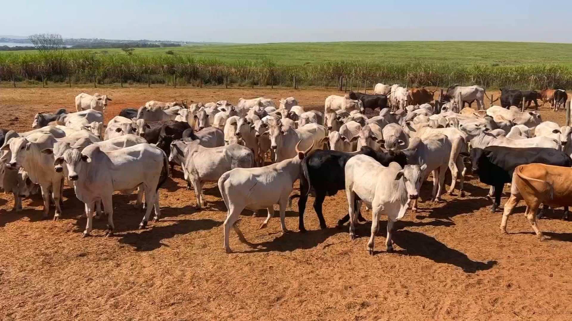 Preço da arroba do boi gordo cai 6% em Rondônia; veja cotação | G1