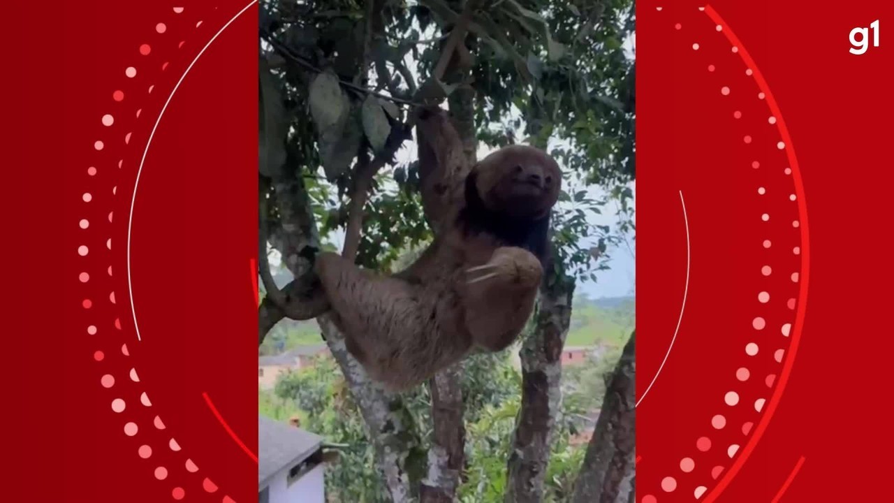 VÍDEO: bicho-preguiça é flagrado tomando banho de mar em praia do ES | G1