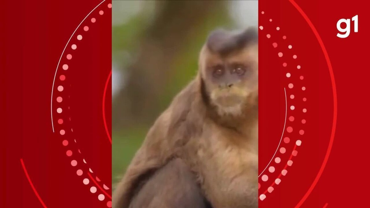 Maior macaco das Américas, muriqui foge de instituto de preservação em ...