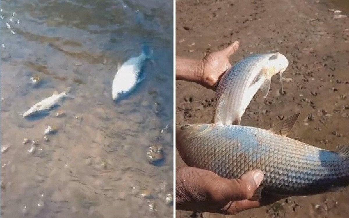 Toneladas de peixes morrem em rio de Goiás, diz polícia | Goiás | G1