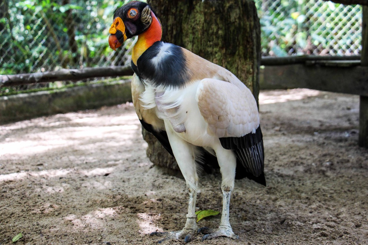 Urubu-rei de 60 anos, o mais antigo do país, poderá ser visitado no ...