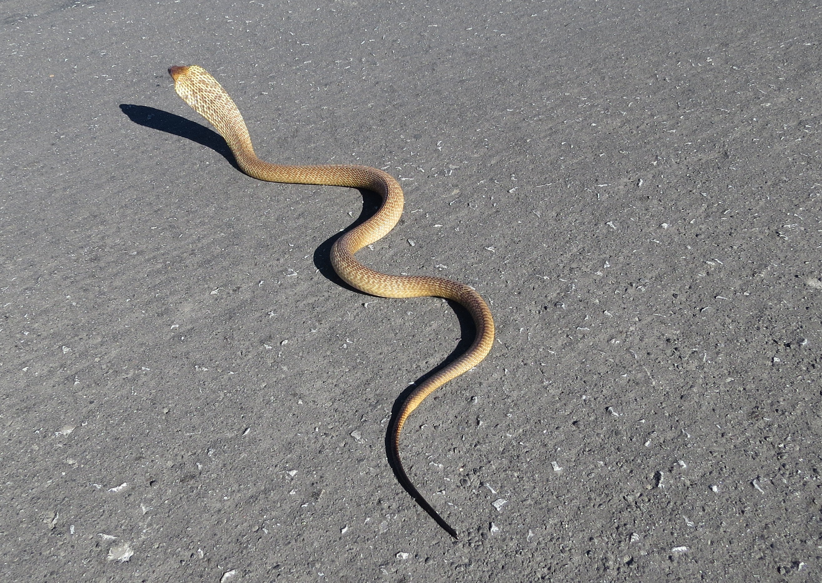 Piloto sul-africano diz ter visto cobra dentro da cabine e faz pouso de ...