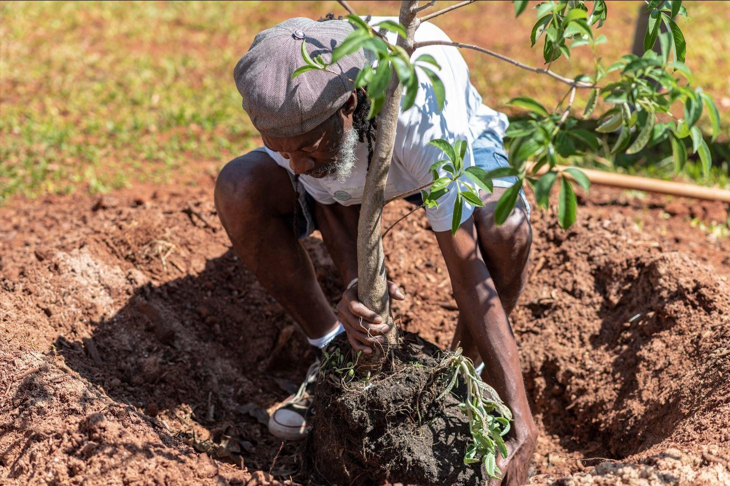 Árvore-símbolo da cultura africana é destruída na Unicamp e reitoria ...
