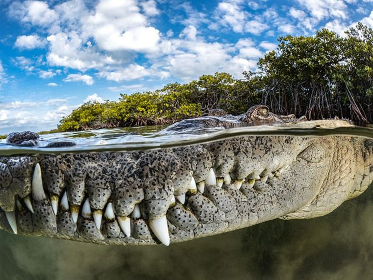 Close de boca de crocodilo em Cuba ganha prêmio de fotos de mangue ...