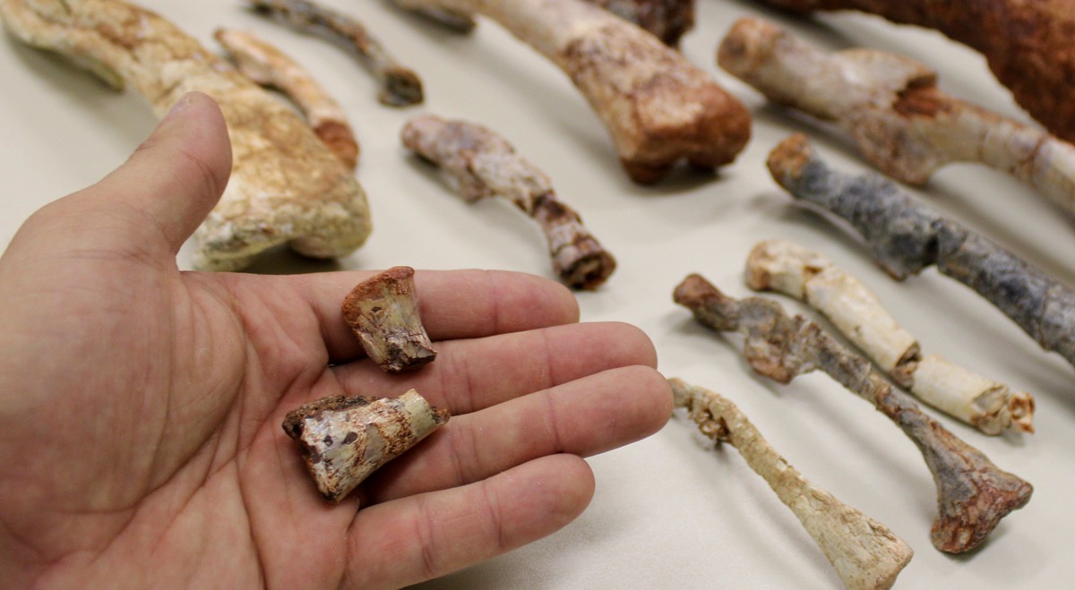 Paleontólogos da UFSM descobrem fósseis de nova espécie pré-histórica ...