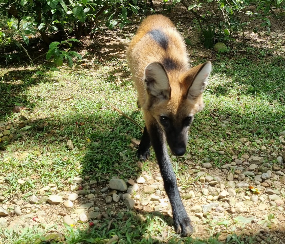 Especies Raras De Lobo Qué Es El Lobo Terrible (y Qué Tiene Que Ver