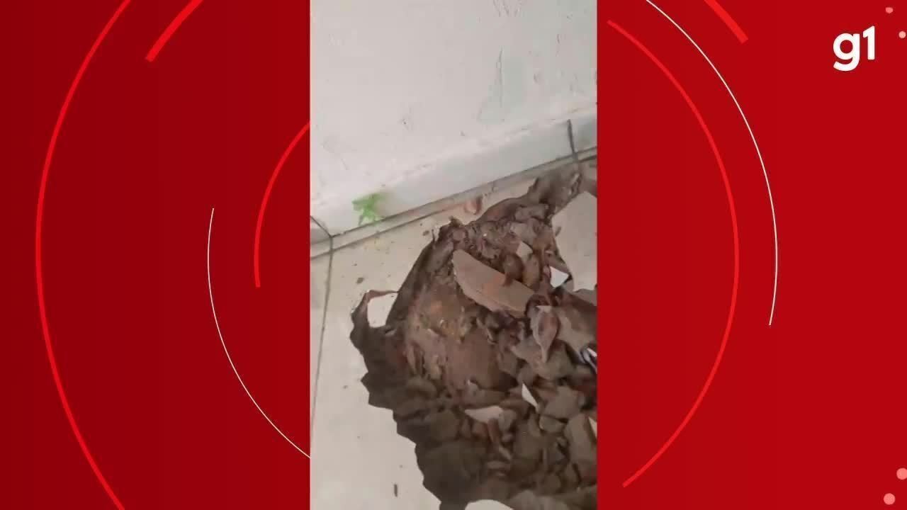 Jabuti que passou anos embaixo de piso pode ser devolvido à natureza | G1