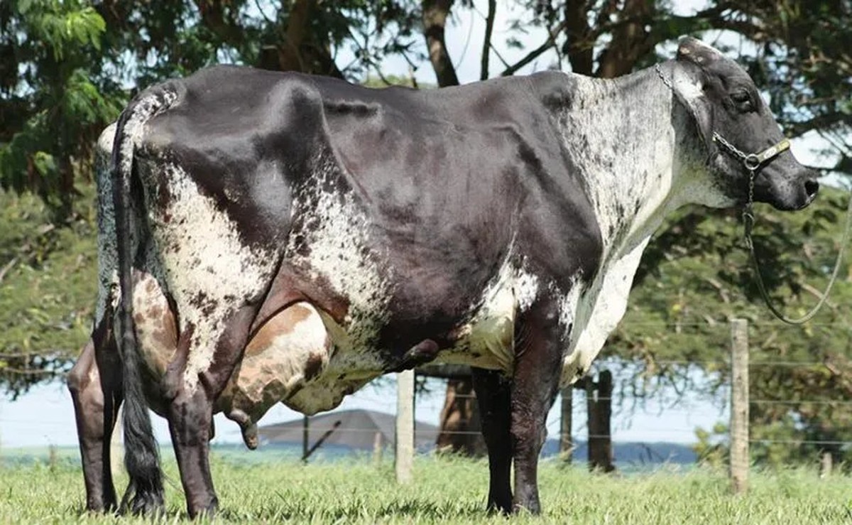 Mãe de 227 filhos e 3ª maior produtora de leite do mundo: morre vaca ...