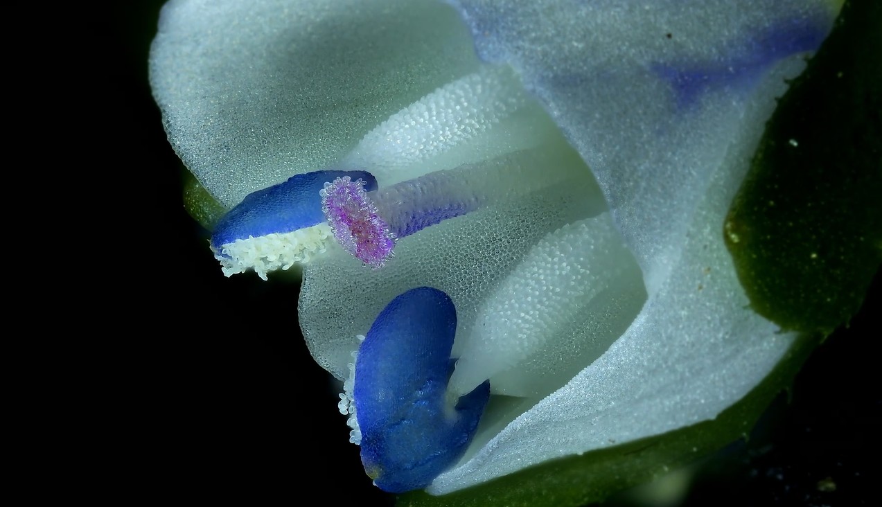 Concurso internacional mostra o lado oculto da vida microscópica | G1