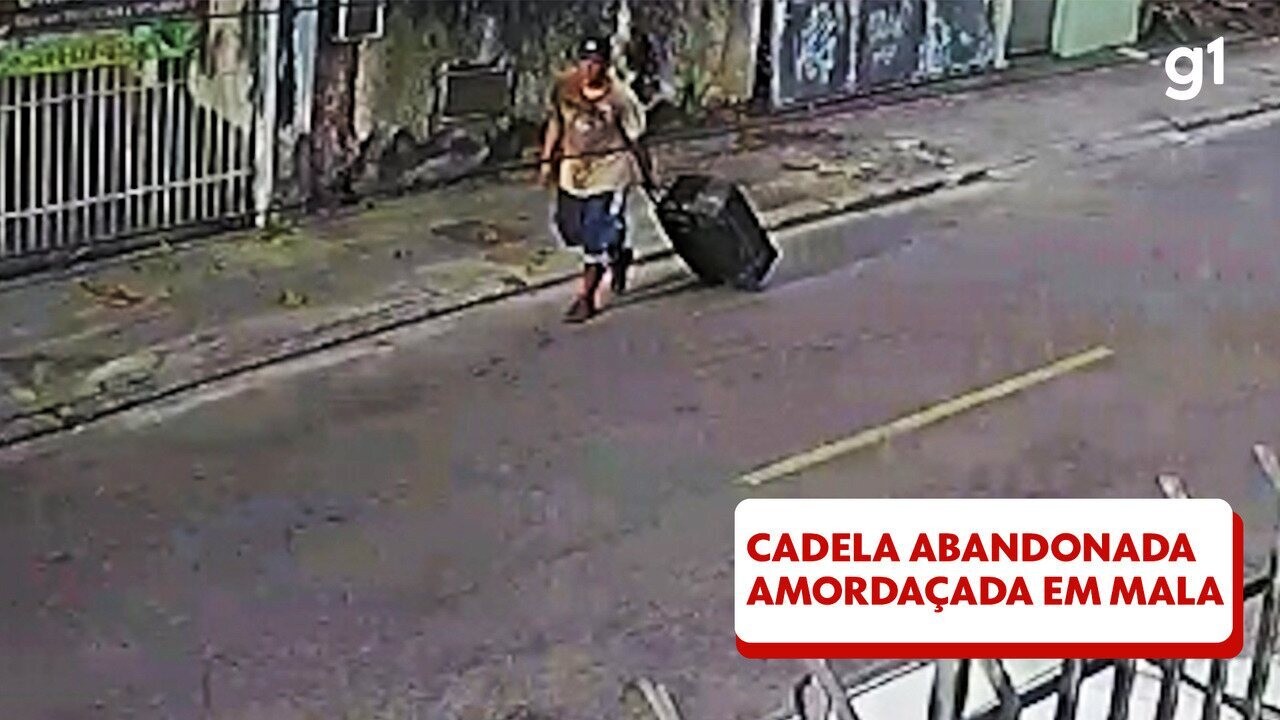 Cadelinha Zaira, que foi abandonada dentro de mala, é transferida para ...