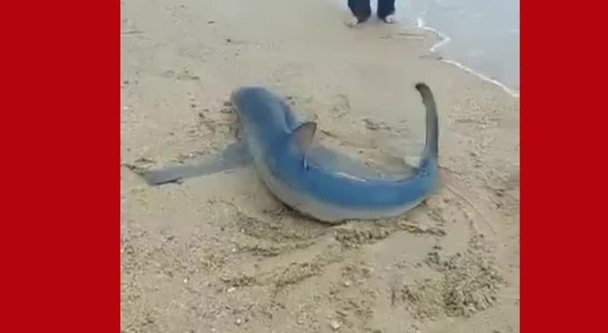 Tubarão é visto na orla de praia em Ilhabela, Litoral Norte de SP ...