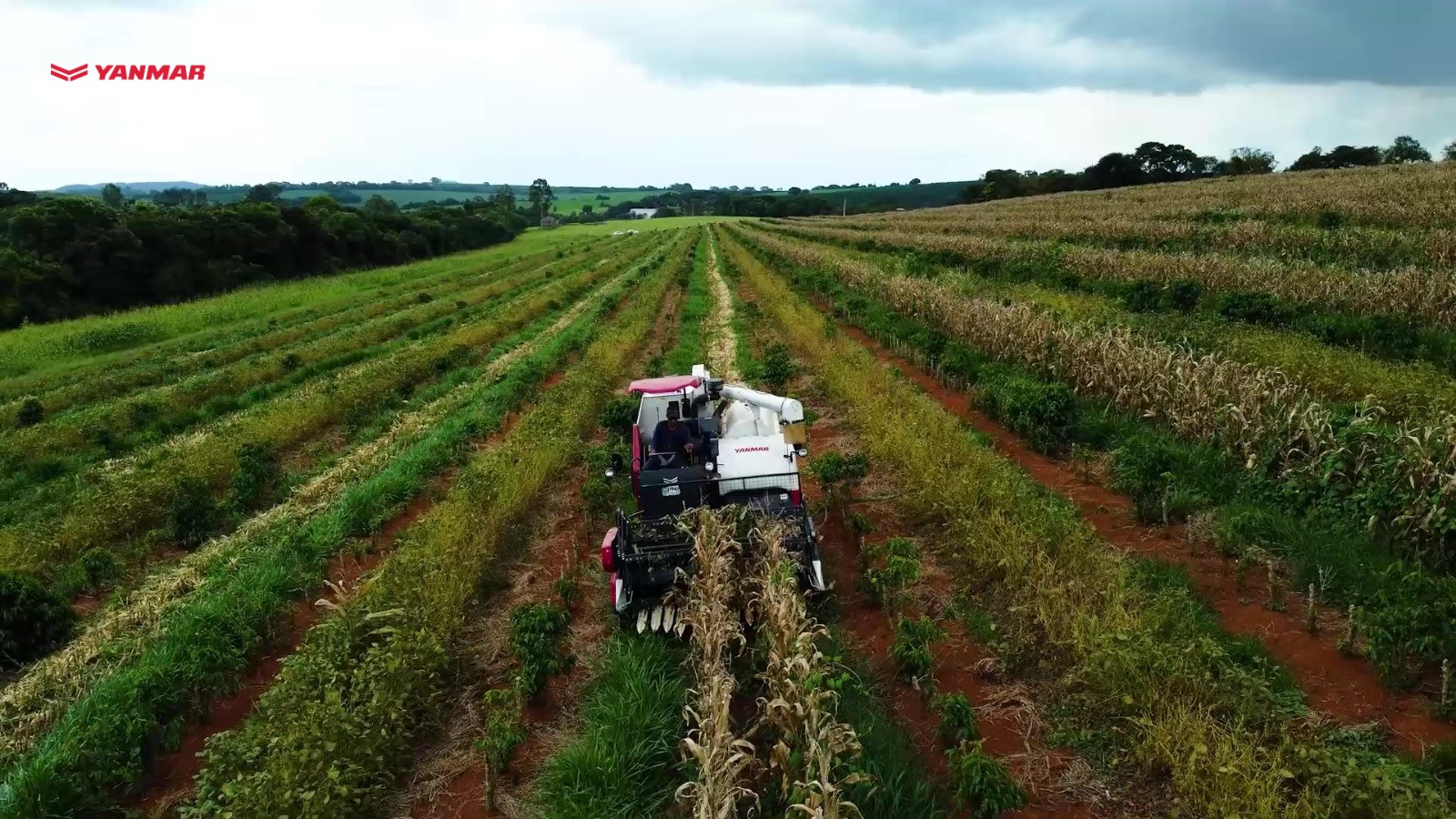 A flexibilidade das colheitadeiras YANMAR potencializa a agricultura brasileira | YANMAR BRASIL | G1
