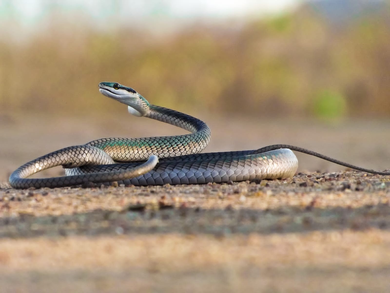 Pesquisadores descobrem nova espécie de cobra na Caatinga | G1
