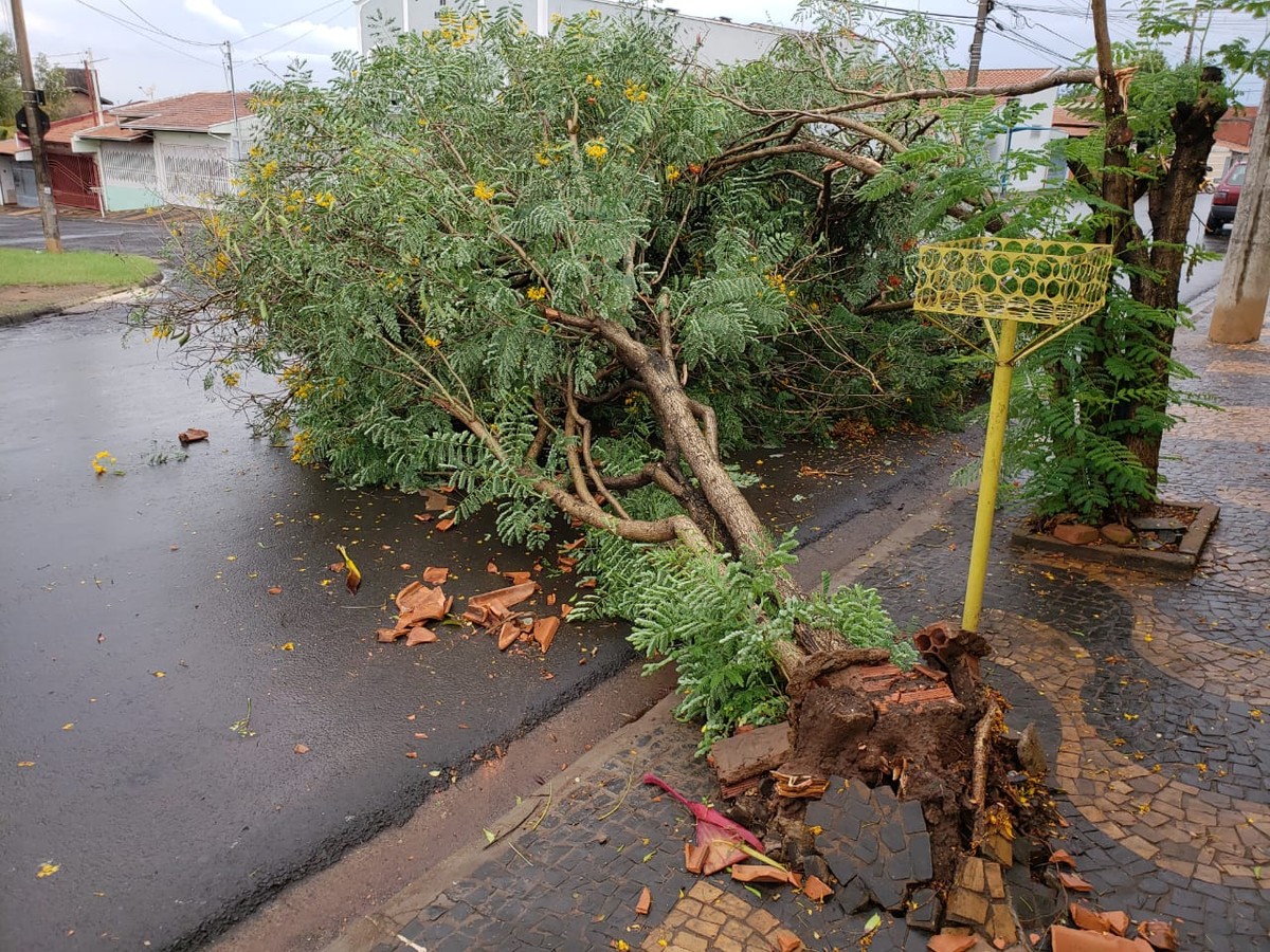 Chuva forte em Araras derruba mais de 30 árvores; veja fotos | São ...