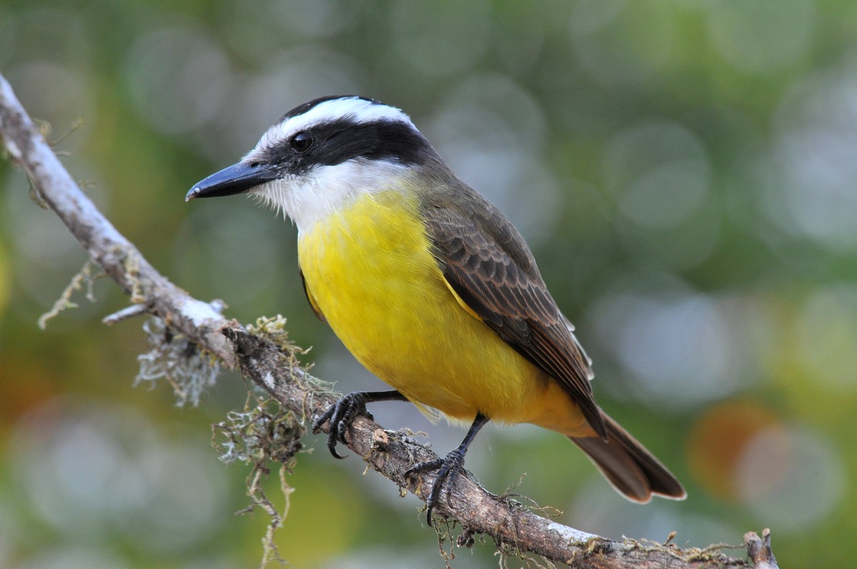 Que bem-te-vi é esse? Conheça as espécies que ocorrem no Brasil | Terra ...