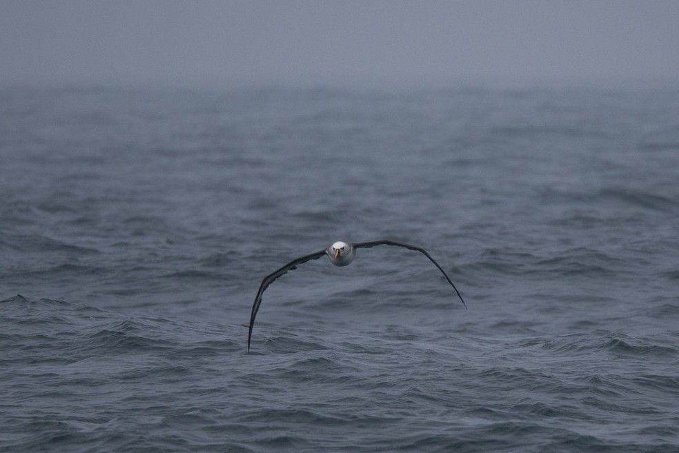 Albatroz Errante Voando Como Um Oficial De Conservação Da Nova