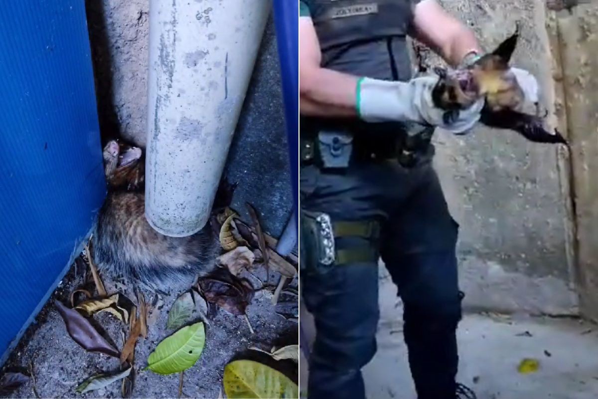 Saruê cai de morro e fica 'bravo' ao ser resgatado dentro de academia ...