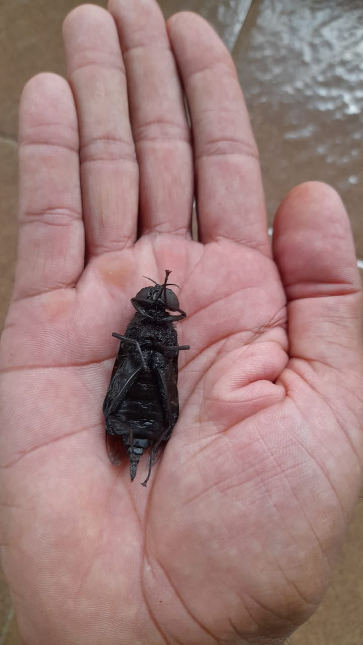 'Super mosca' gigante e rara é achada no litoral de SP e assusta ...