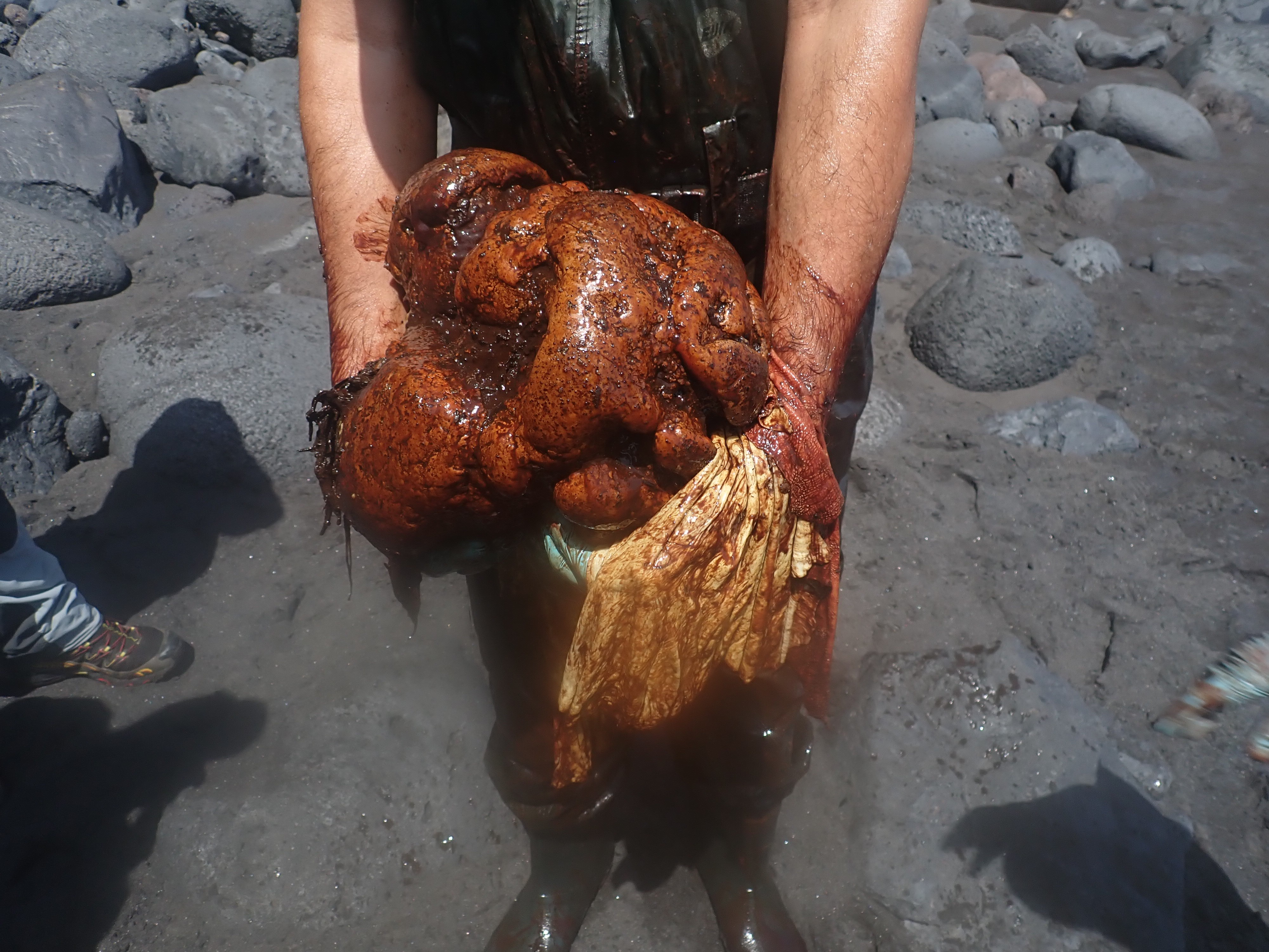 Âmbar-gris: conheça a pedra rara encontrada dentro de baleia na Espanha ...