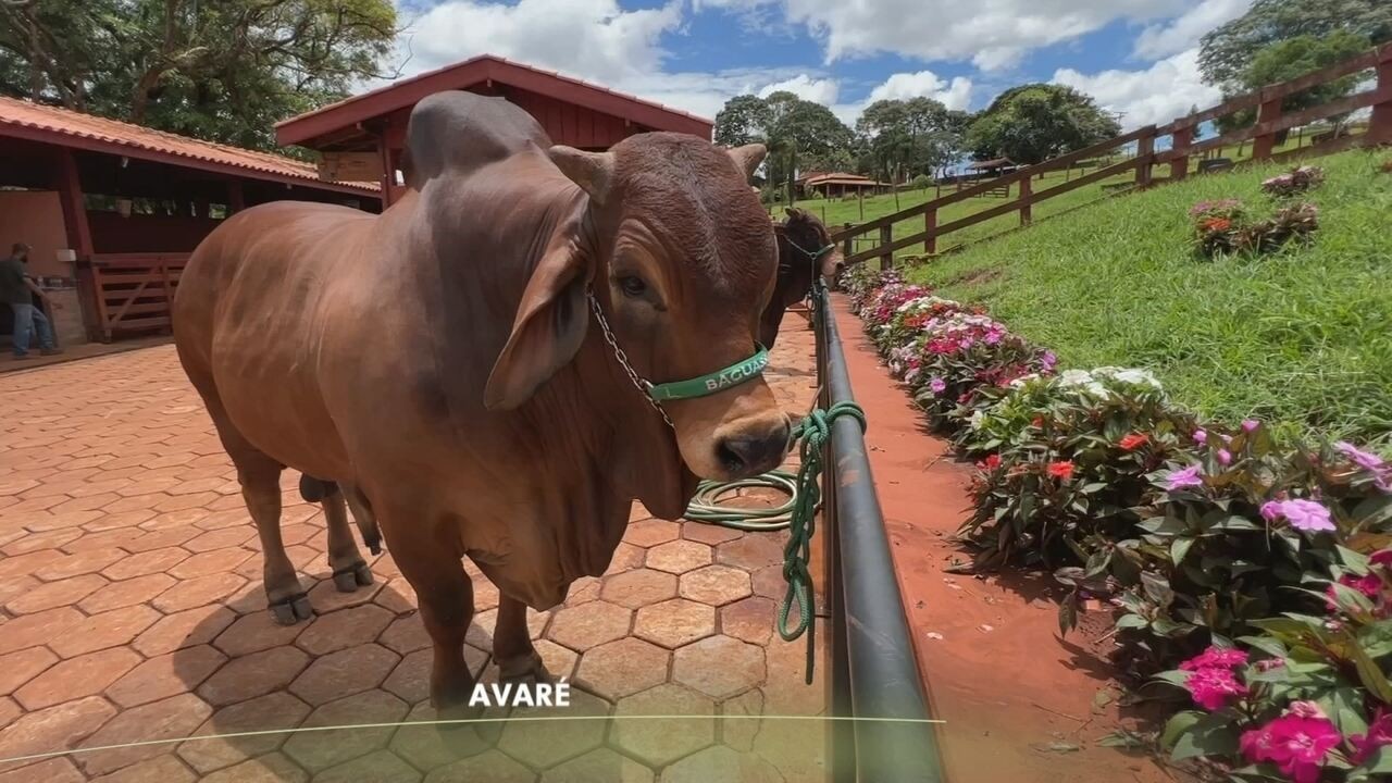 Gado sindi é dócil e está entre as opções de gado zebuíno | G1