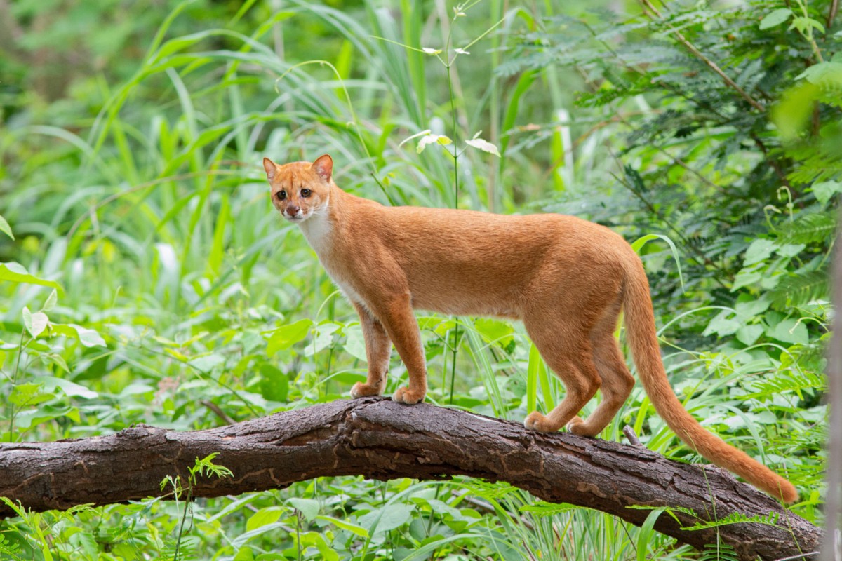 Fêmea de gato-mourisco é reintroduzida no Ceará após ser criada como ...