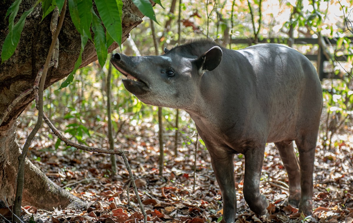 Anta deixa de voltar à natureza por ser 'simpática demais' e vira ...