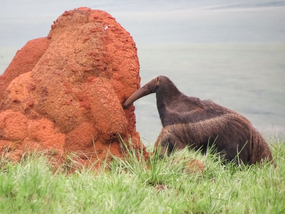 Tamandua Comendo Formigas Planeta Bicho: Conheça O Tamanduá, Um