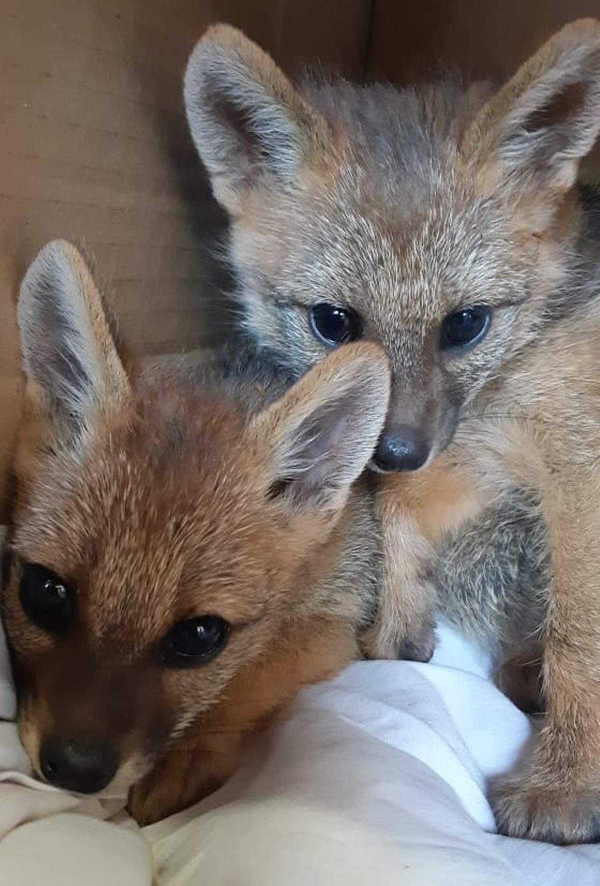Filhotes de raposa são resgatados em Frutal e levados para hospital em ...