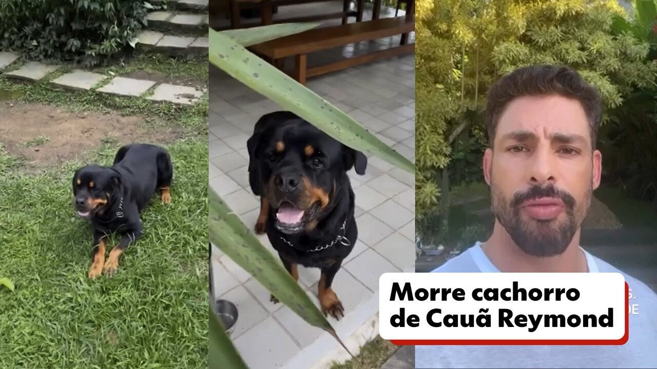 Cachorro de Cauã Reymond morre após ser envenenado | G1