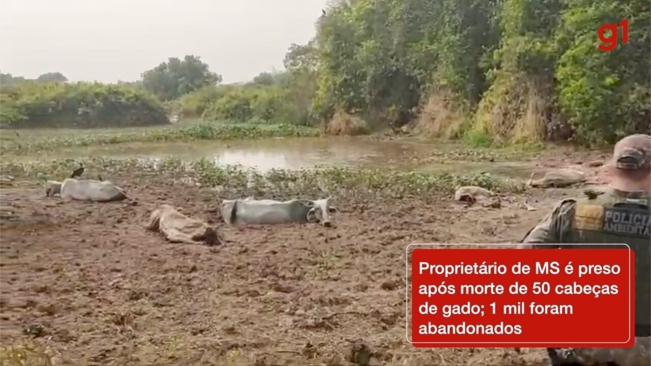 Seca no Pantanal: fazendeiro que deixou gado agonizar até a morte por ...