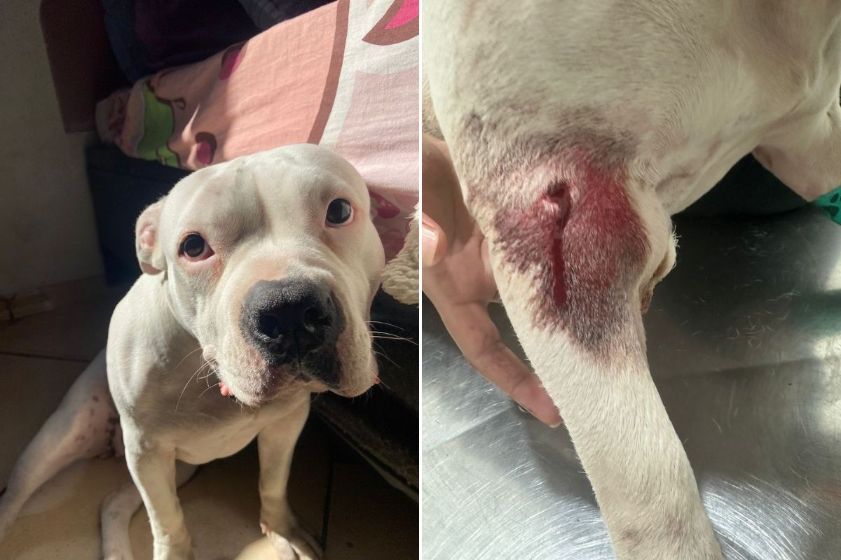 Cadela da raça American Bully é baleada por guarda em SP; VÍDEO | G1